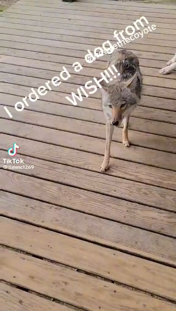 Video memes 5IZsXKpSA by THE_PSYCHO_WOLF_: 70 comments - iFunny