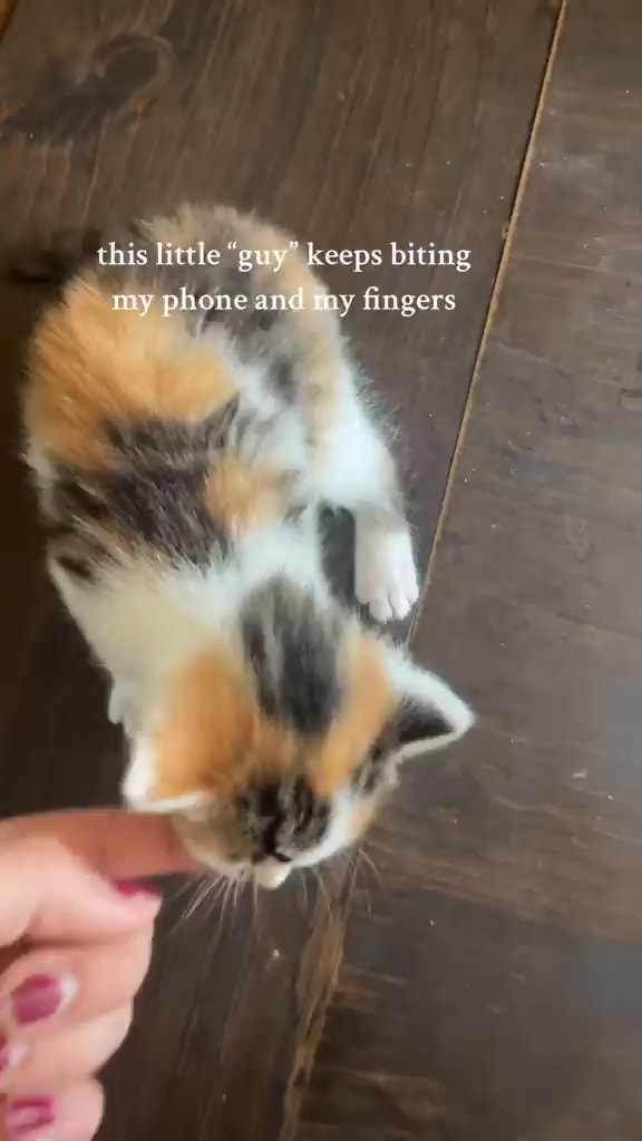 This little "guy" keeps biting my phone and ay fingers - iFunny