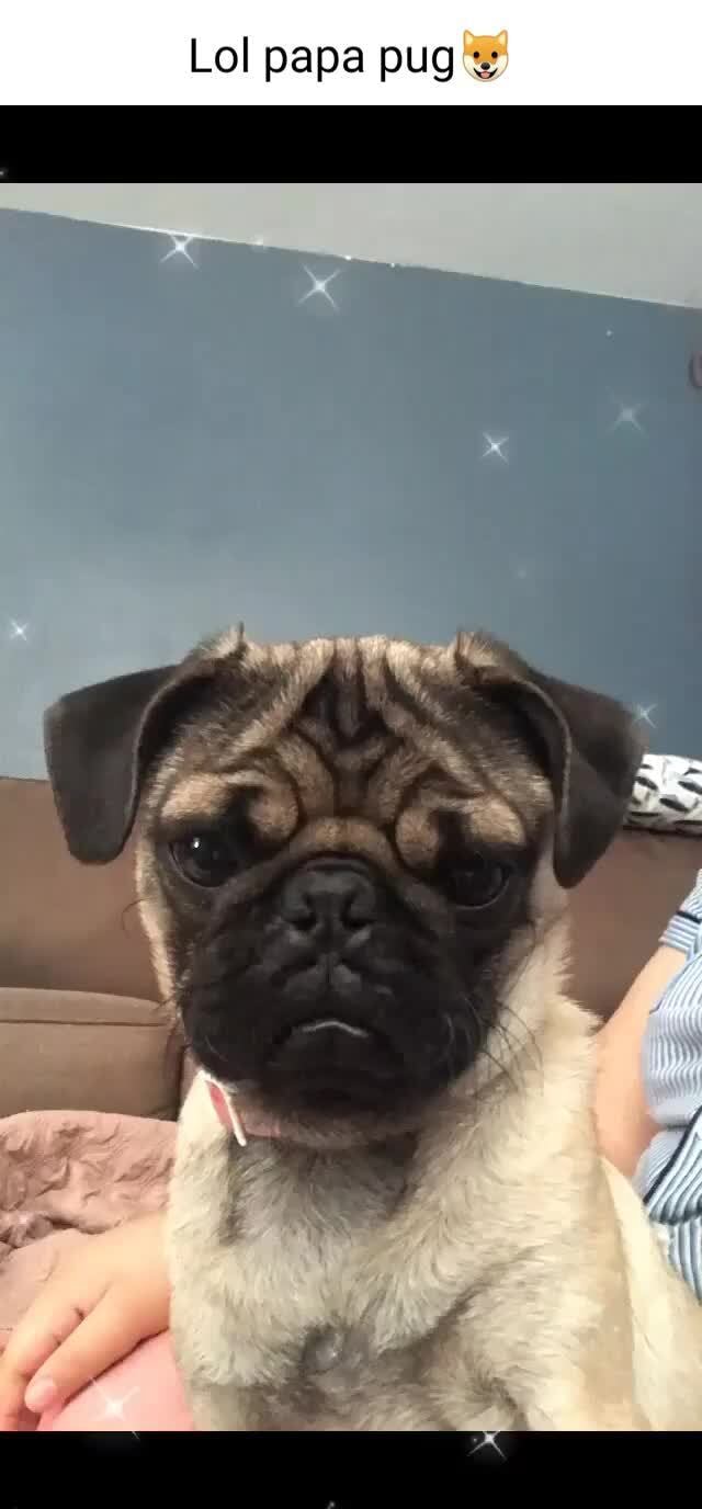 Lol papa pug - America’s best pics and videos