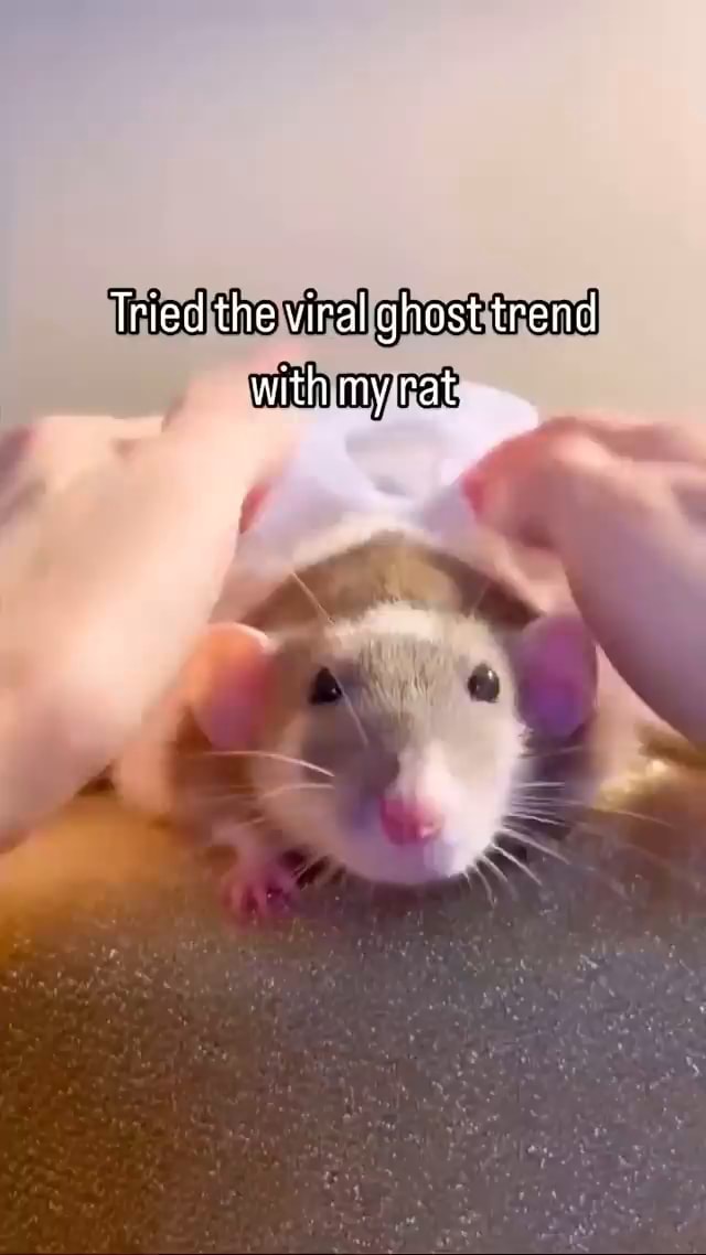 Tried the viral ghost trend with my rat - iFunny
