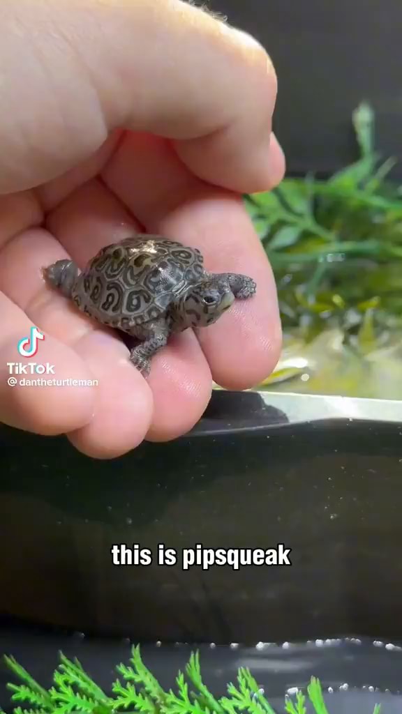 TikTok this is pipsqueak - iFunny