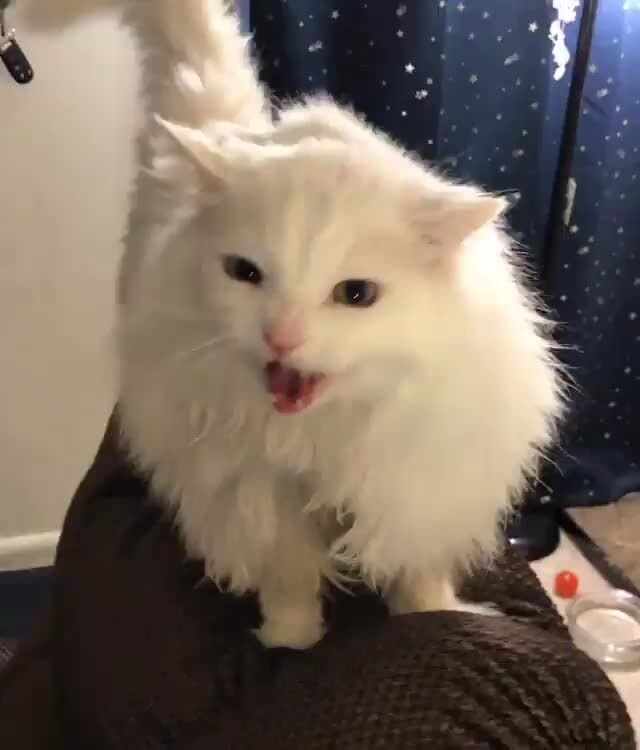 I FOUND THE ORIGINAL CAT HIS NAME IS THURSTON WAFFLES AND I LOVE HIM ...