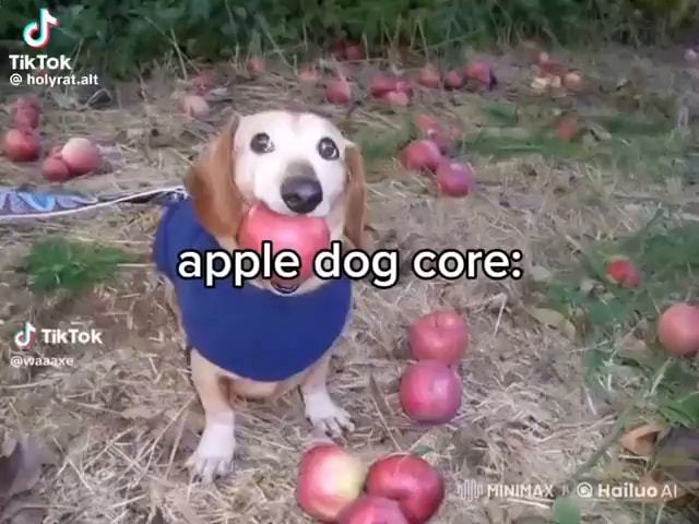 TikTok apple dog core: ch Tik Tok - iFunny
