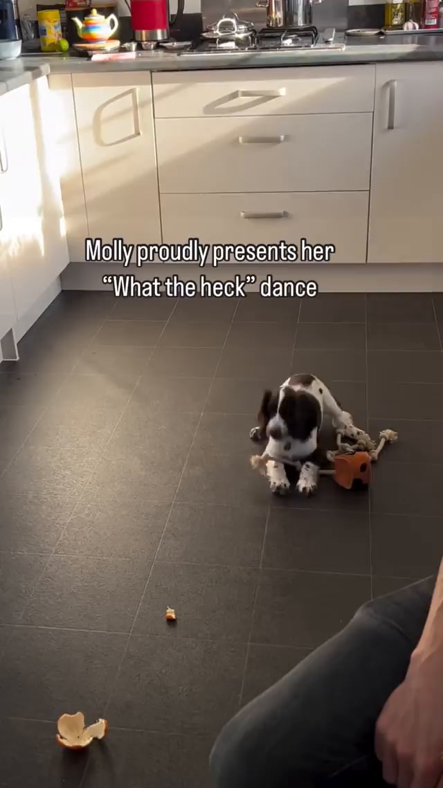 Molly proudly presents her "What the heck" dance - America’s best pics ...