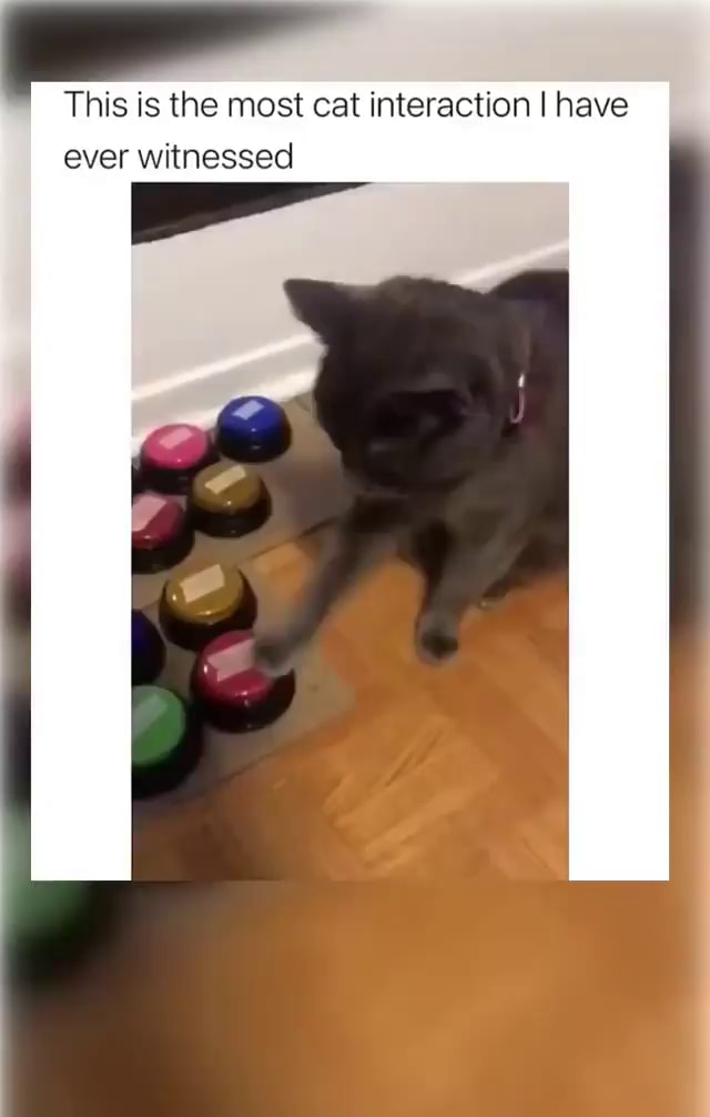 This is the most cat interaction I have ever witnessed - iFunny