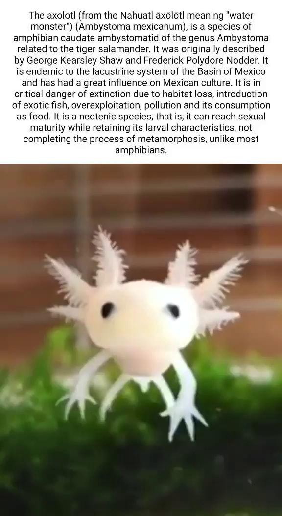 The axolotl (from the Nahuatl axdl6tl meaning "water monster ...