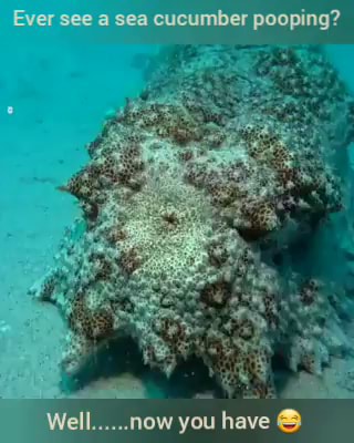 Ever see a sea cucumber pooping? - iFunny
