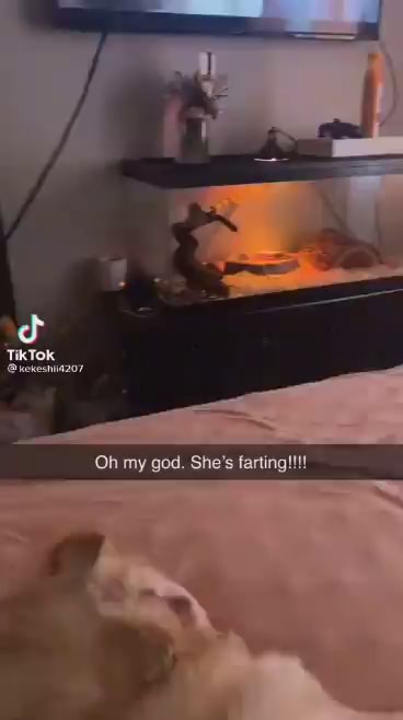 TikTok Oh my god. She's farting!!!! - iFunny
