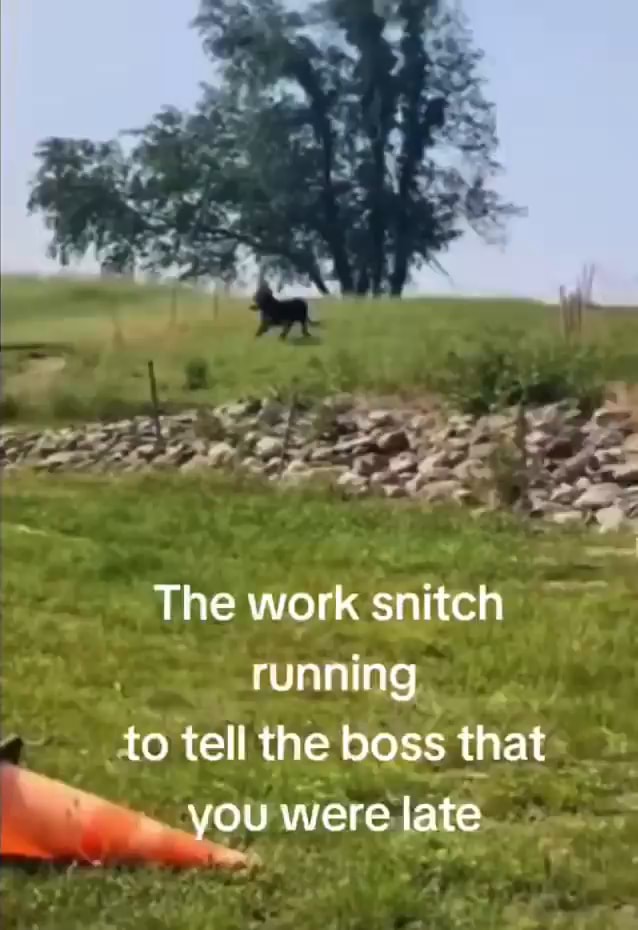 The work snitch running to tell the boss that you were late - iFunny