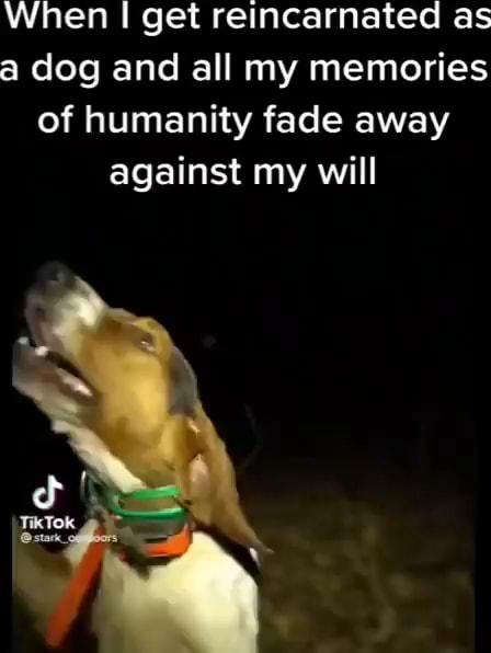 When I get reincarnated as a dog and all my memories of humanity fade ...