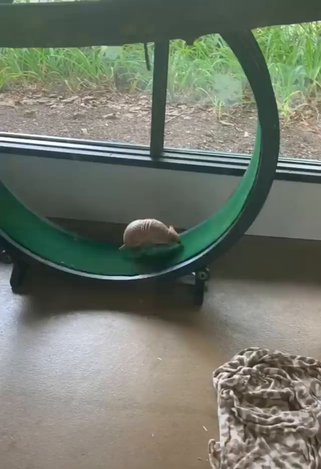 Video memes VOH2l58NA by Noticing_Patterns: 62 comments - iFunny