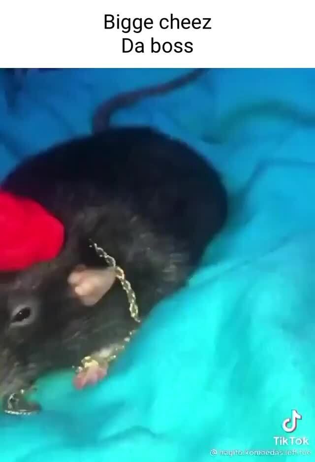 Bigge cheez Da boss TikTOK - iFunny