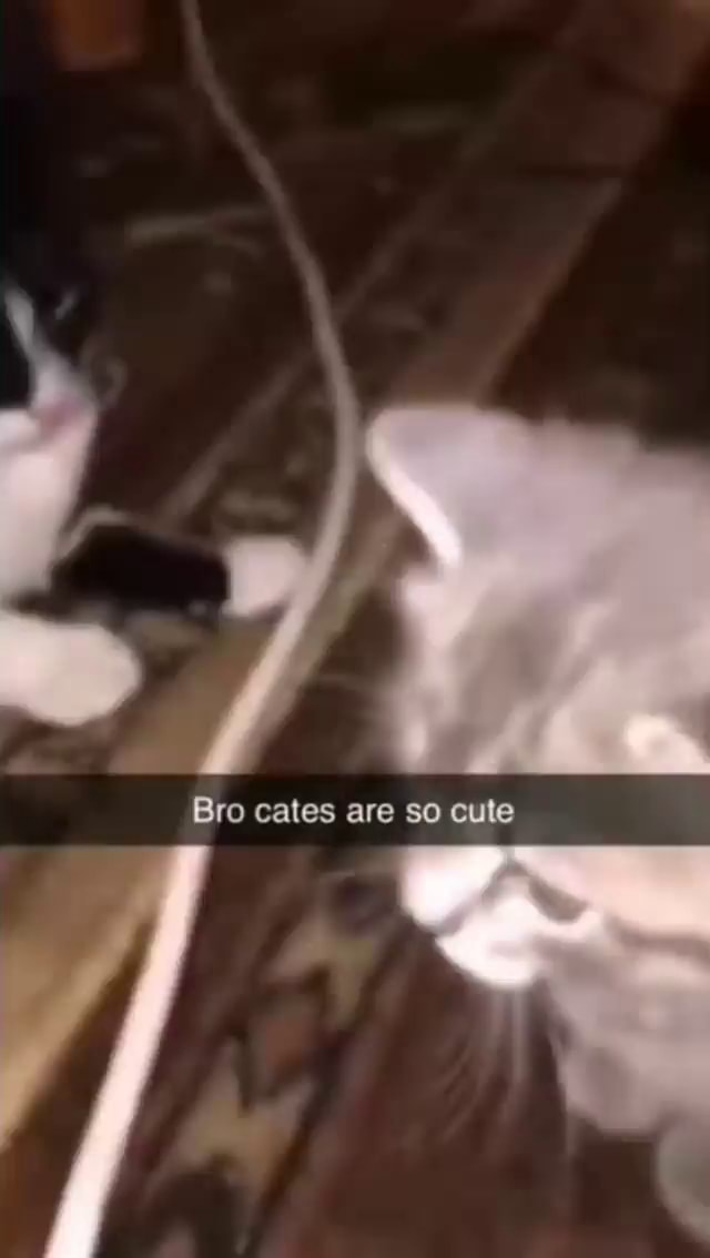 Bro cates are so cute - iFunny