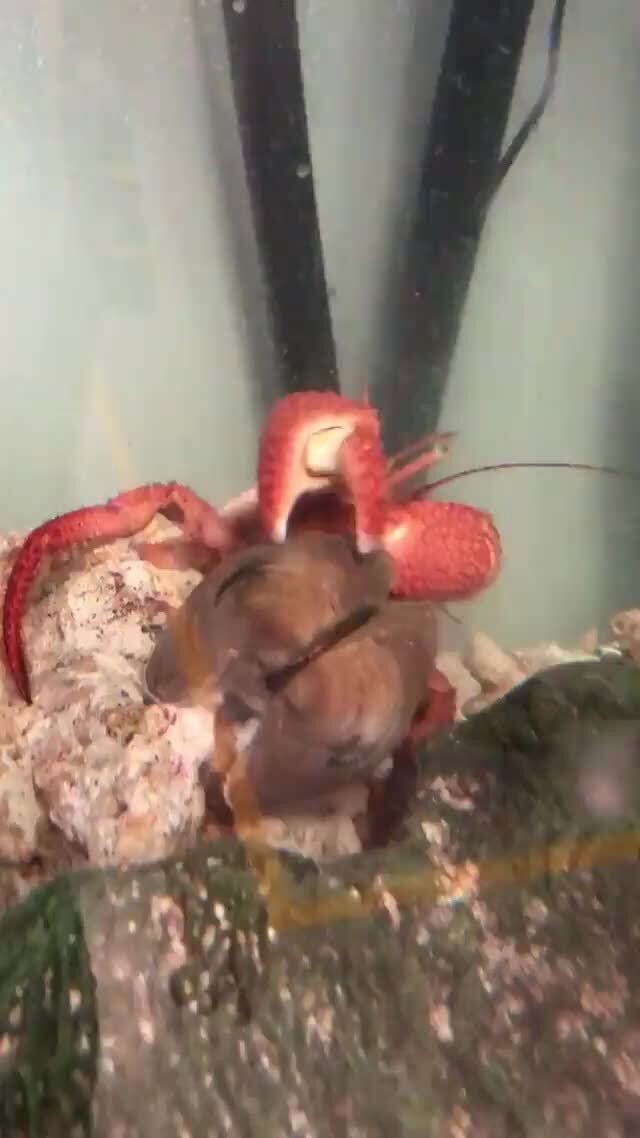 Rare footage of Shortcake Longcrab manhandling a clam. - iFunny
