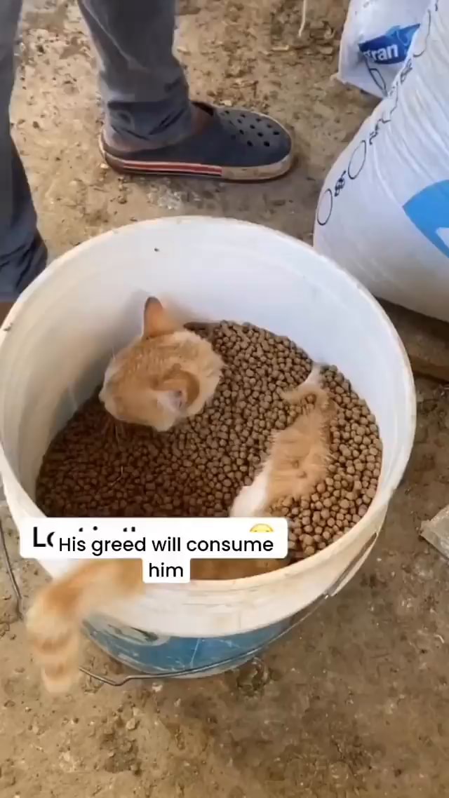 His greed will consume him - iFunny