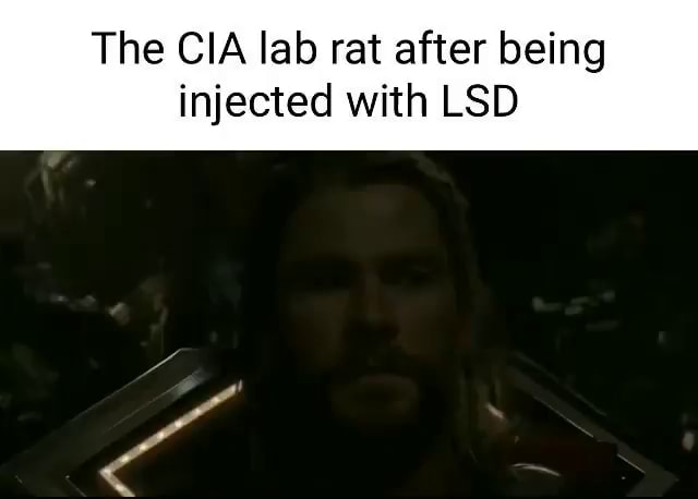 The CIA lab rat after being injected with LSD - iFunny
