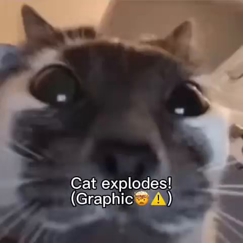 Cat explodes! (Graphic - iFunny