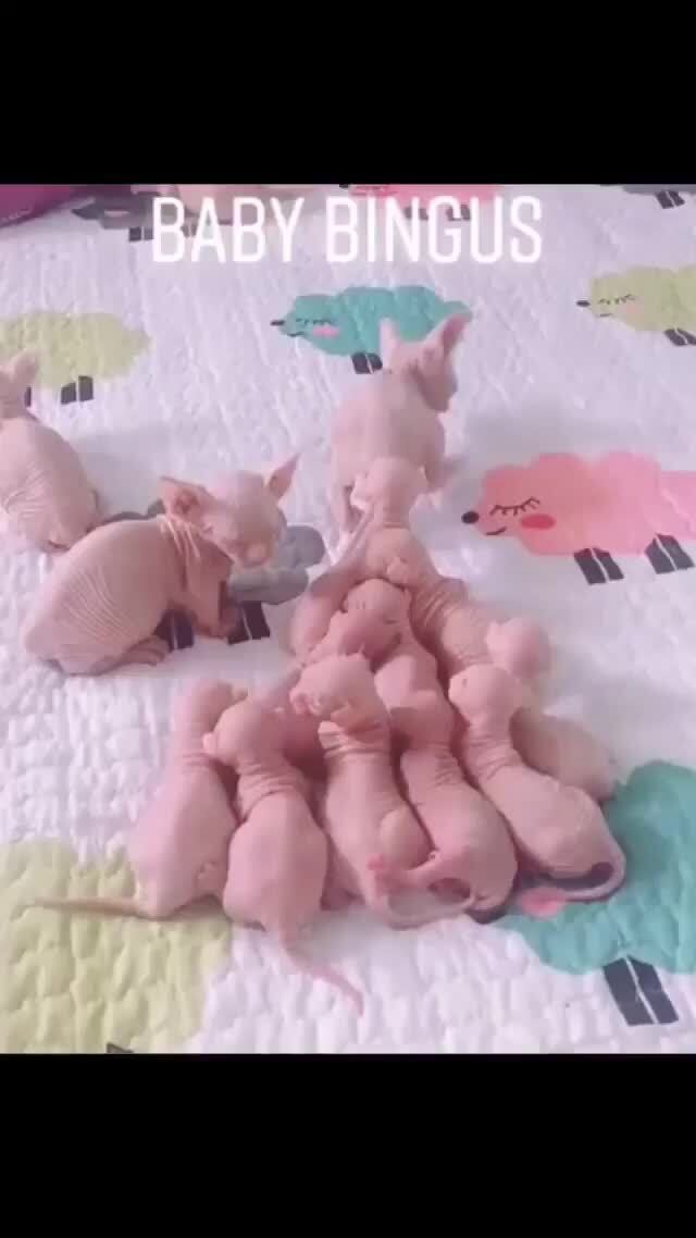 BABY BINGUS - iFunny