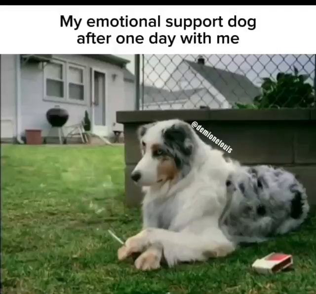 My emotional support dog after one day with me - iFunny