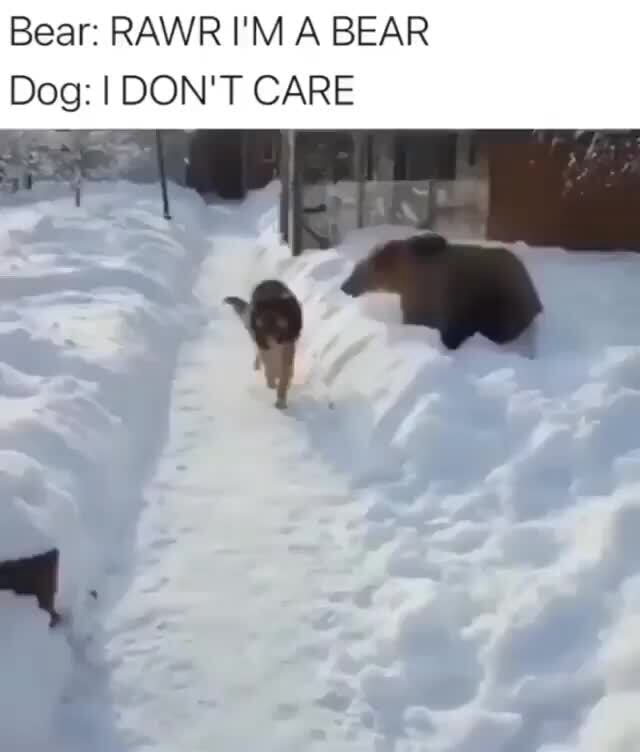 Bear: RAWR I'M A BEAR Dog: I DON'T CARE - iFunny