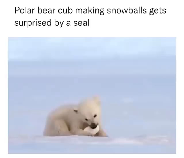 Polar bear cub making snowballs gets surprised by a seal - iFunny