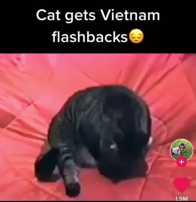 Cat gets Vietnam flashbacks@ - iFunny