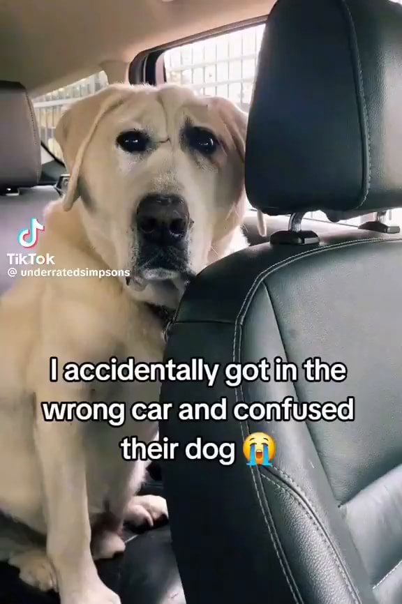 Ag TikToK ondenatedsimpsons accidentally got in the wrong car and ...