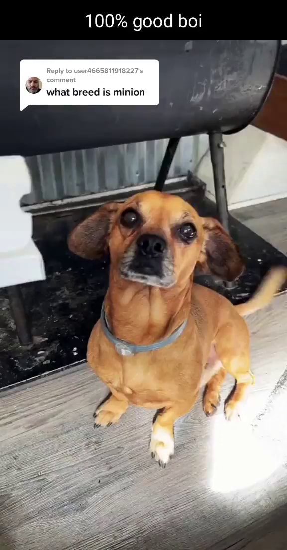 100% good boi 4 Pd what breed is minion - iFunny