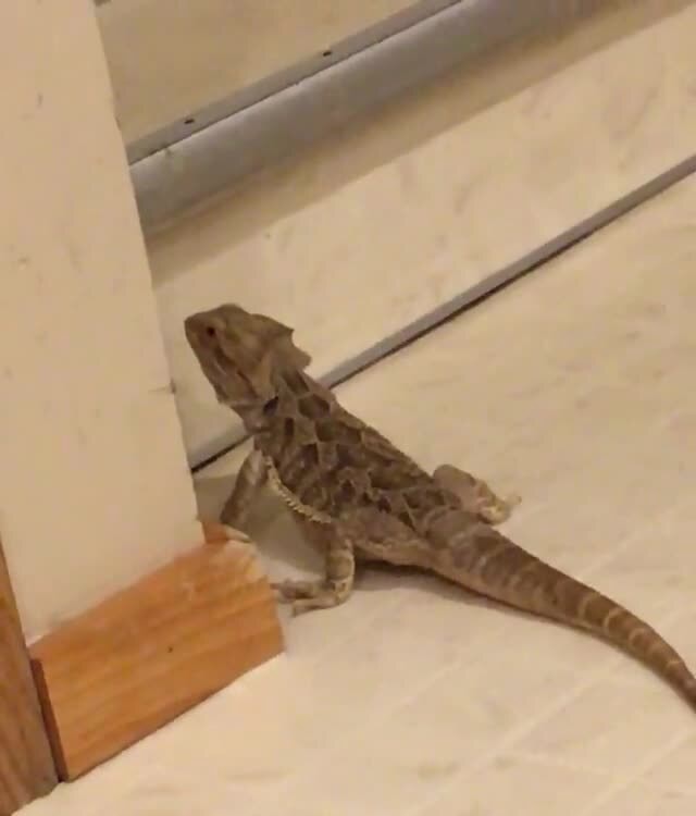 Dumb lizard, this is why you haven’t evolved to have sentience idiot reptile (his name is Gus ...