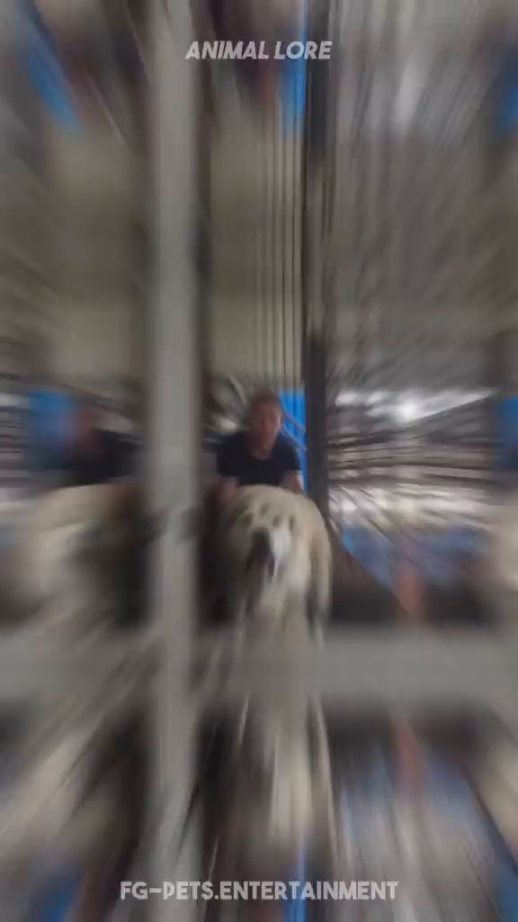 ANIMAL LORE - iFunny