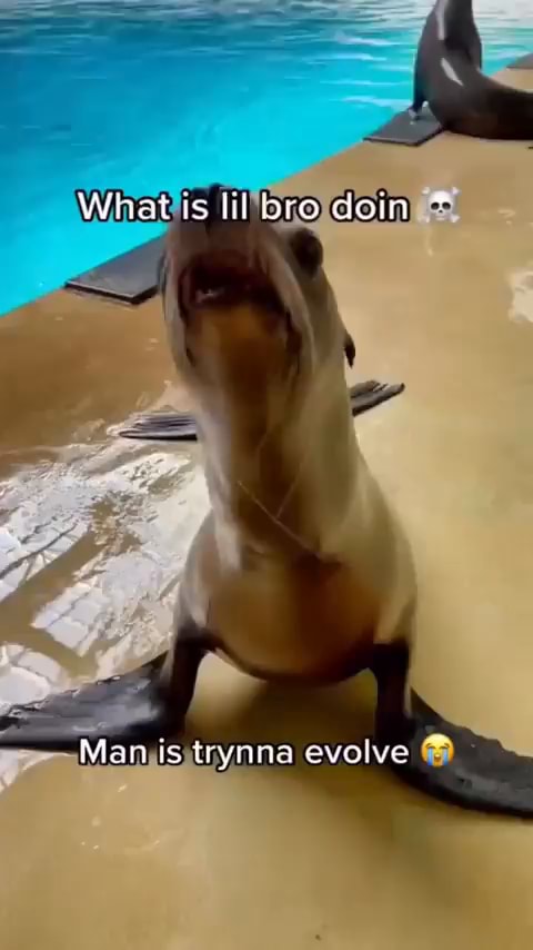 What is lil bro doin Man is tryna evolve - iFunny