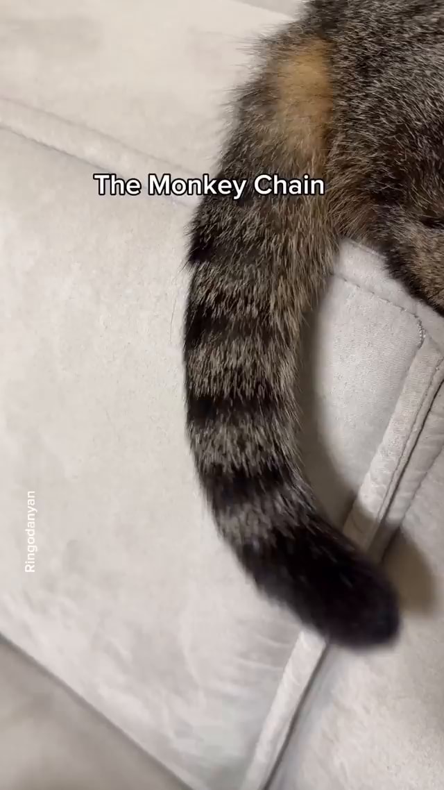 Ringadanyan The Monkey Chain - iFunny