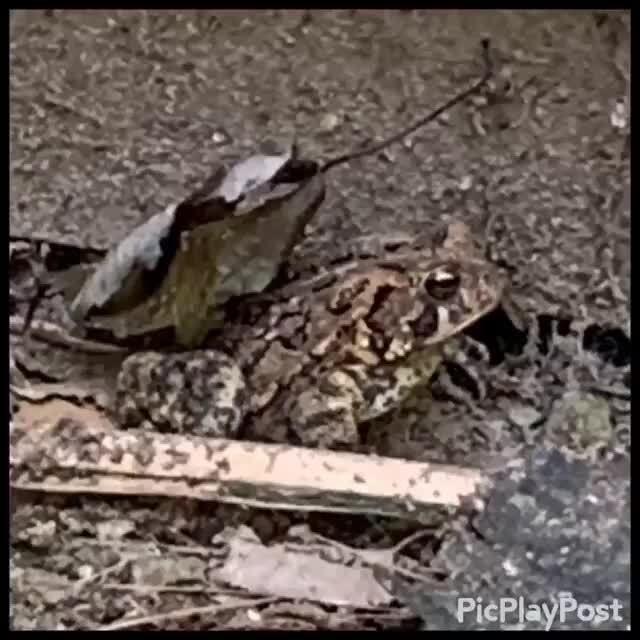 Frog off da goop - iFunny