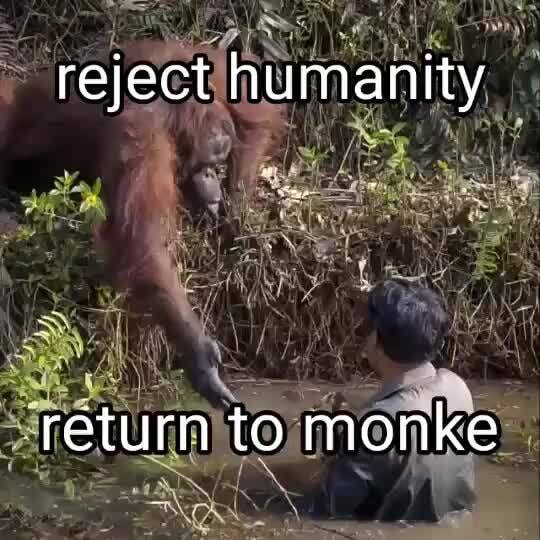 Reject humanity return to monke - iFunny