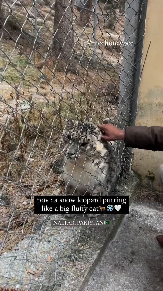 Rite bee pov snow leopard purring I ANG like a big fluffy cat - iFunny