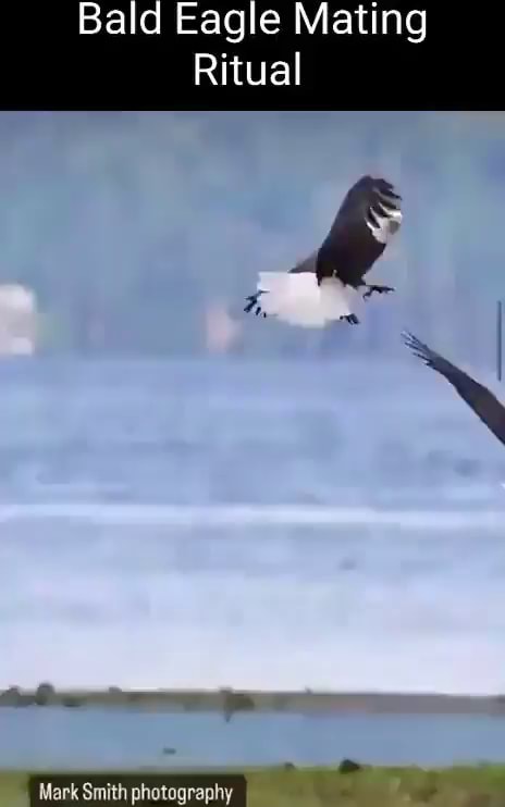 Bald Eagle Mating Ritual Mark Smith photography - iFunny