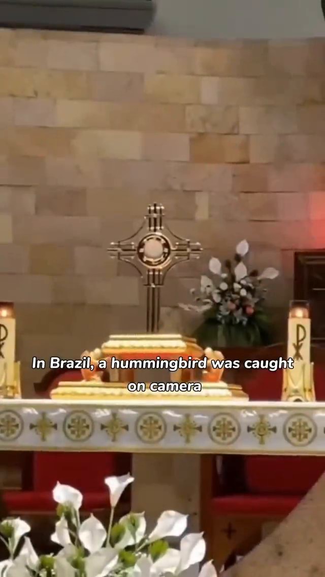 HummingBird Bows Down To The Eucharist by Servants Of God on youtube ...