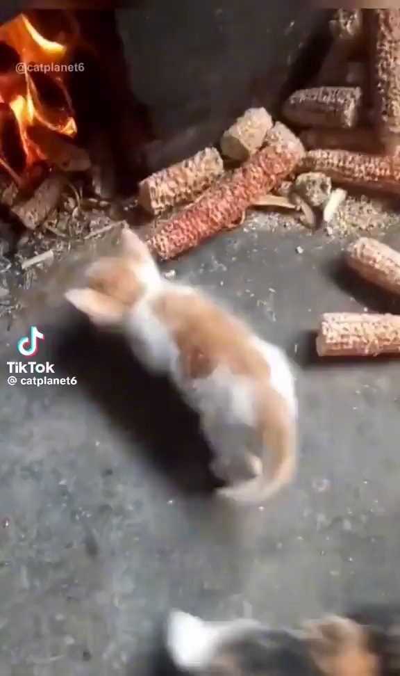 Video memes kvl17tc3B by ImLiterallyRyanGosling: 0.5K comments - iFunny