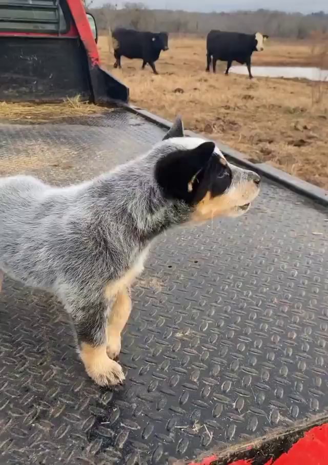 Video memes 8aiDTm96B by THE_PSYCHO_WOLF_: 91 comments - iFunny