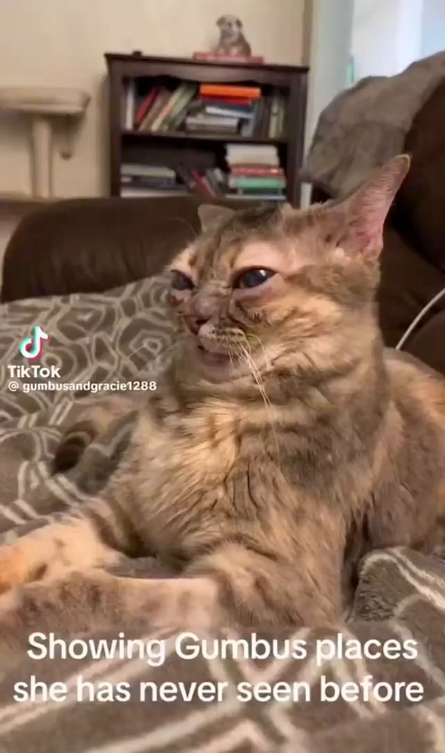 Tik iion Showing Gumbus places she has never seen betore - iFunny