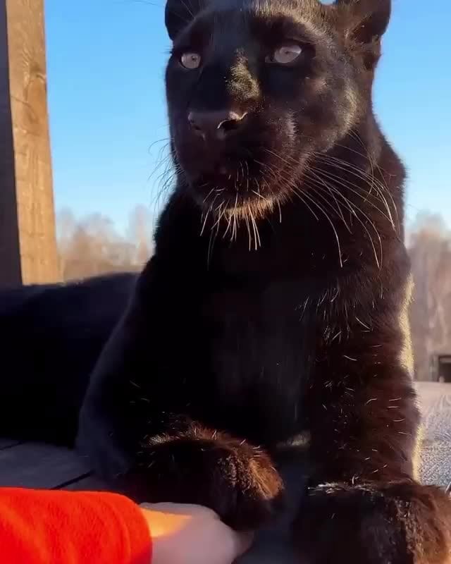 @luna_the_pantera is such a cute rescued baby 🥹 ️ 📸 @luna_the_pantera # ...