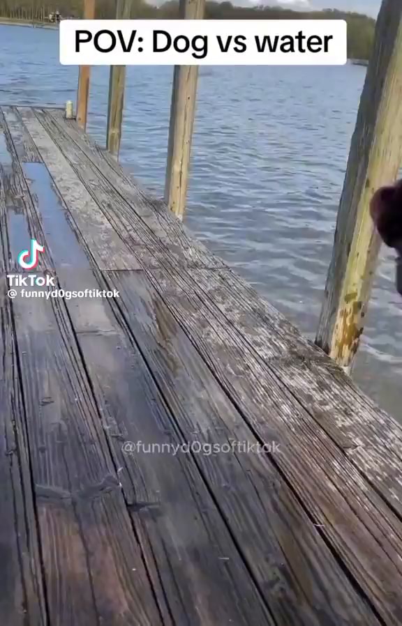 POW: Dog vs water TikTok - iFunny