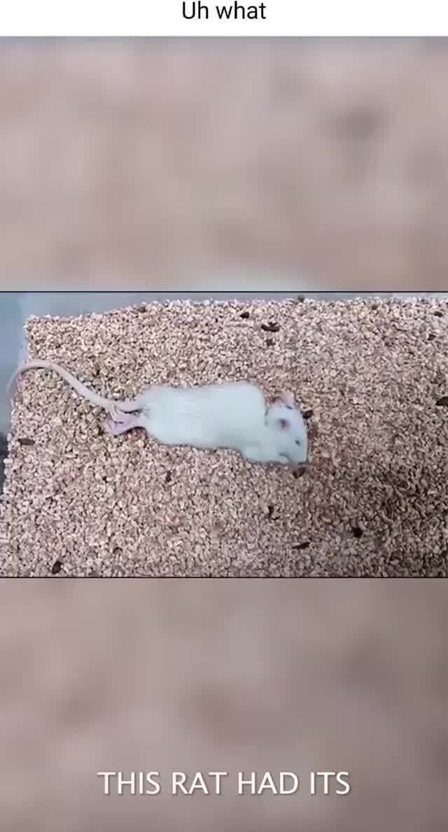 Uh what THIS RAT HAD ITS - iFunny