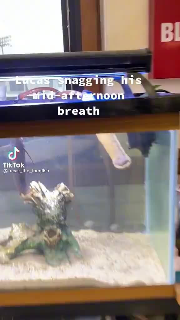 -entas snagging his - mid-afternoon breath TikTOk @lucas_the_lungfish ...