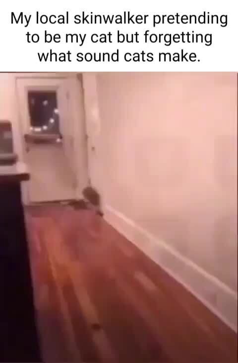My local skinwalker pretending to be my cat but forgetting what sound ...