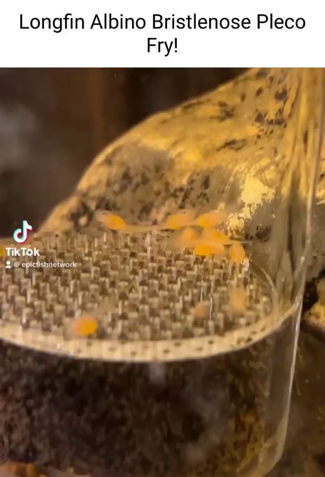 Longfin Albino Bristlenose Pleco Fry! TikTok - iFunny