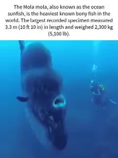 The Mols mola, also known asthe ocean sunfish is the heaviest known bony fishin the world, The ...