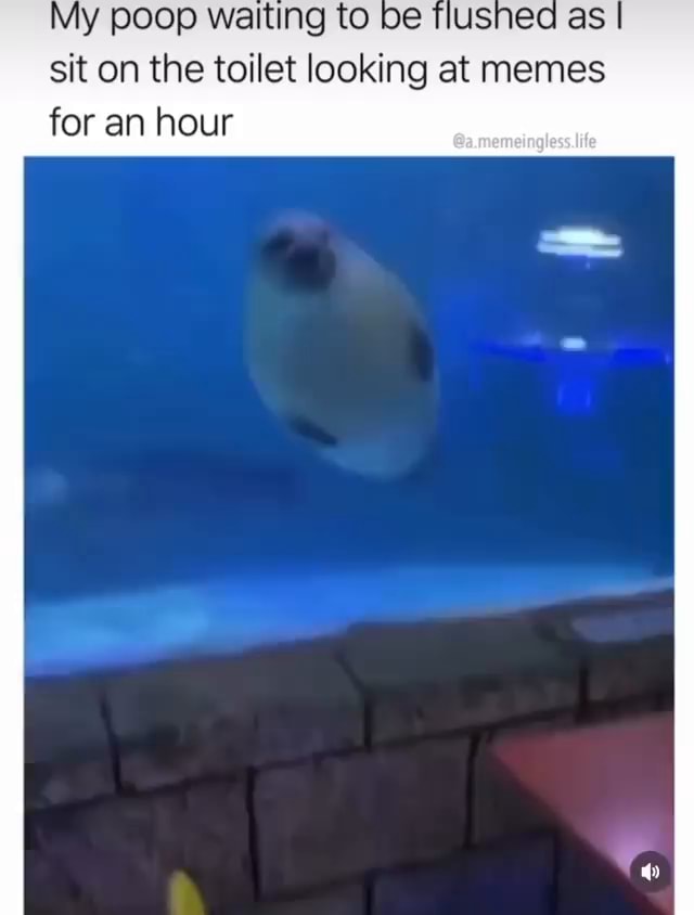 My poop waiting to sit on the toilet looking at memes for an hour - iFunny