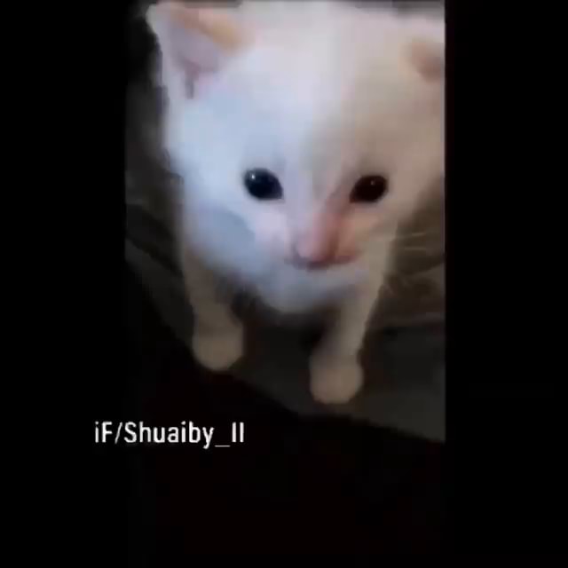Video memes 6bgGYybd9 by Shuaiby: 1 comment - iFunny
