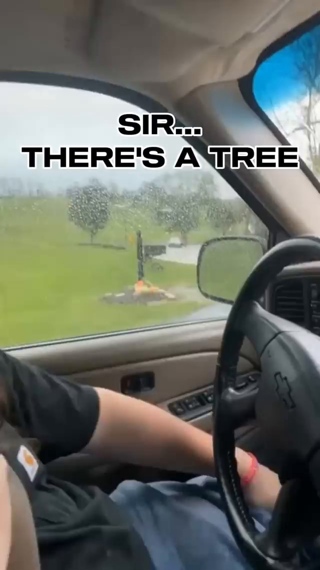 TREES A TRESS - iFunny
